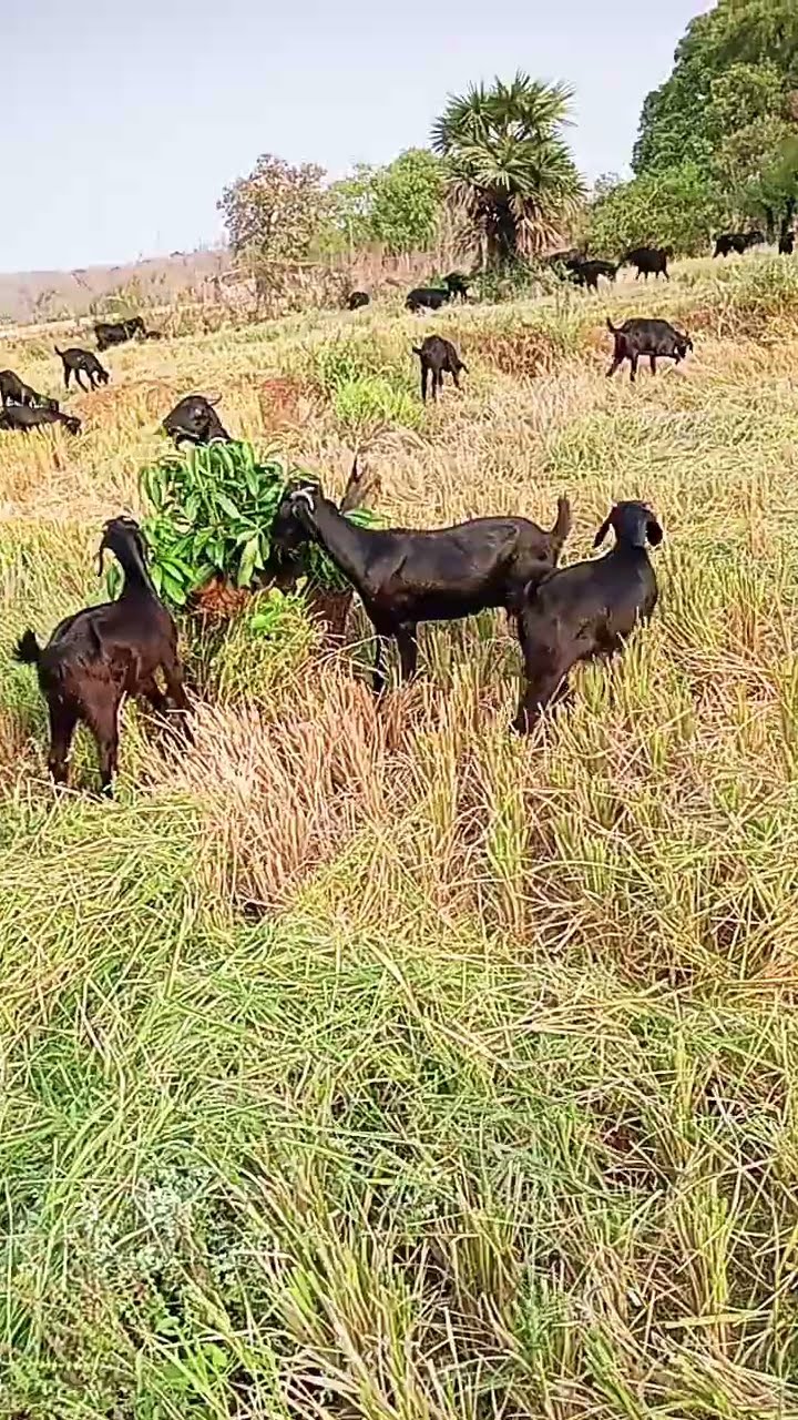 meka videos follow #venkateshofficialchannel #animals #venkata #cowgoat ...