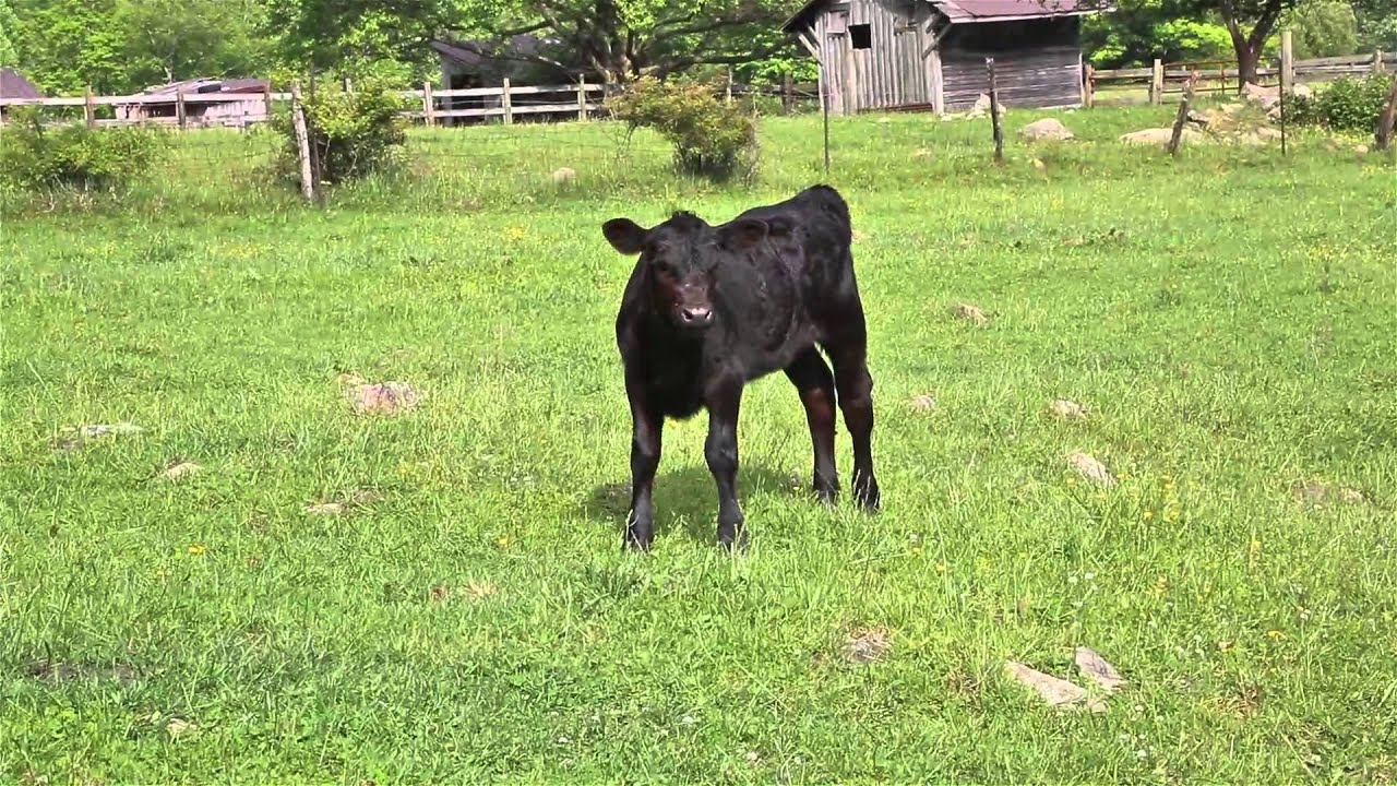 Cute Baby Calves on the Farm - YouTube