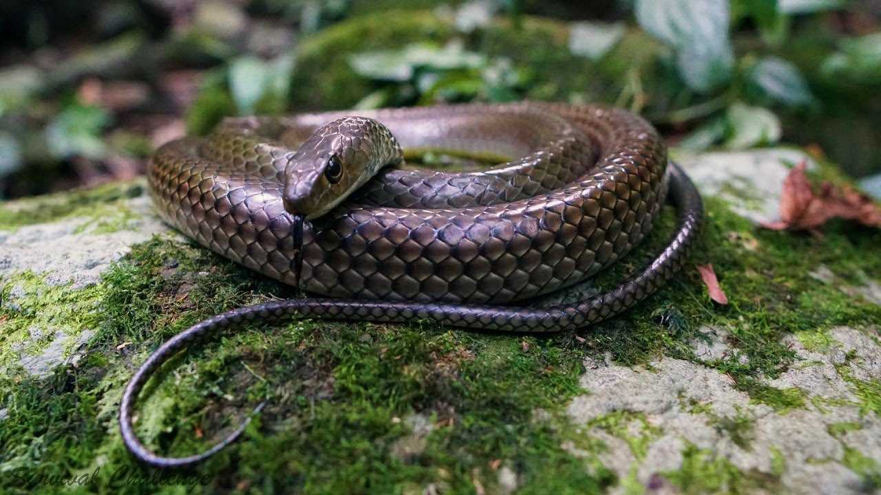 Survival Skill - Catching Snakes & Cooking Snake Dishes in The Forest ...