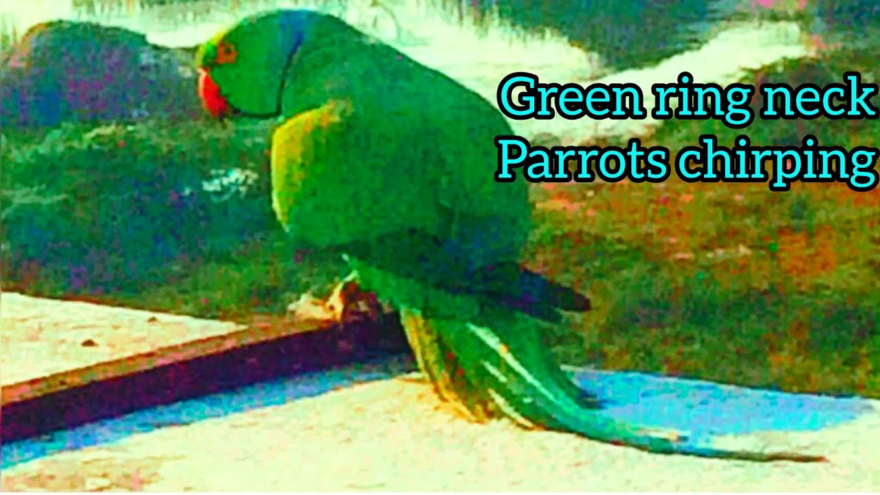 Green parrots chirping at my terrace - YouTube