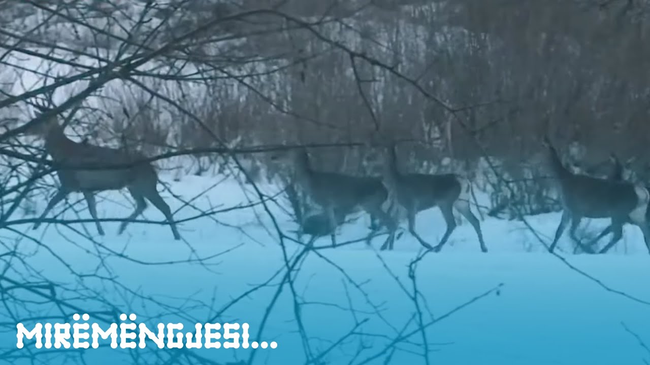 Blinaja, vendi magjik mes tri krahinave - YouTube