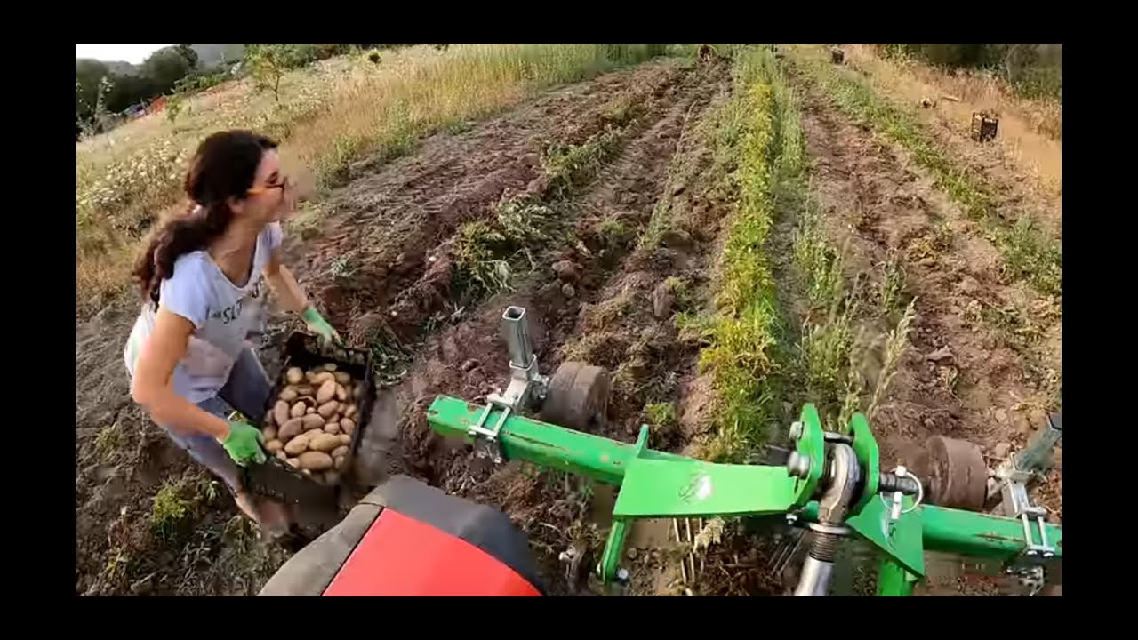 LaRaccolta delle PATATE - YouTube