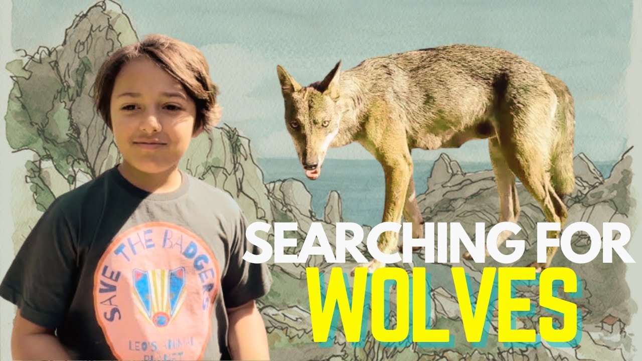 Leo's Animal Planet - Searching for wolves - YouTube