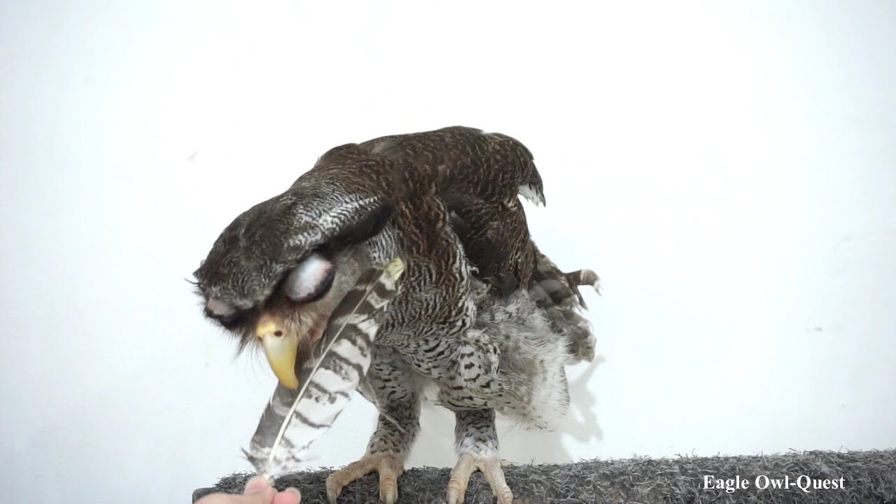 Disturbing an Eagle Owl with her own feather フクロウ ワシミミズク сова сыч филин ...