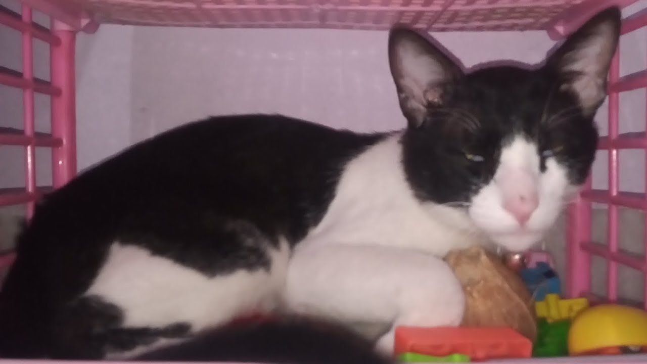 Cat Play with Ball || Cute Cat Playing with Balls || #cutecat - YouTube