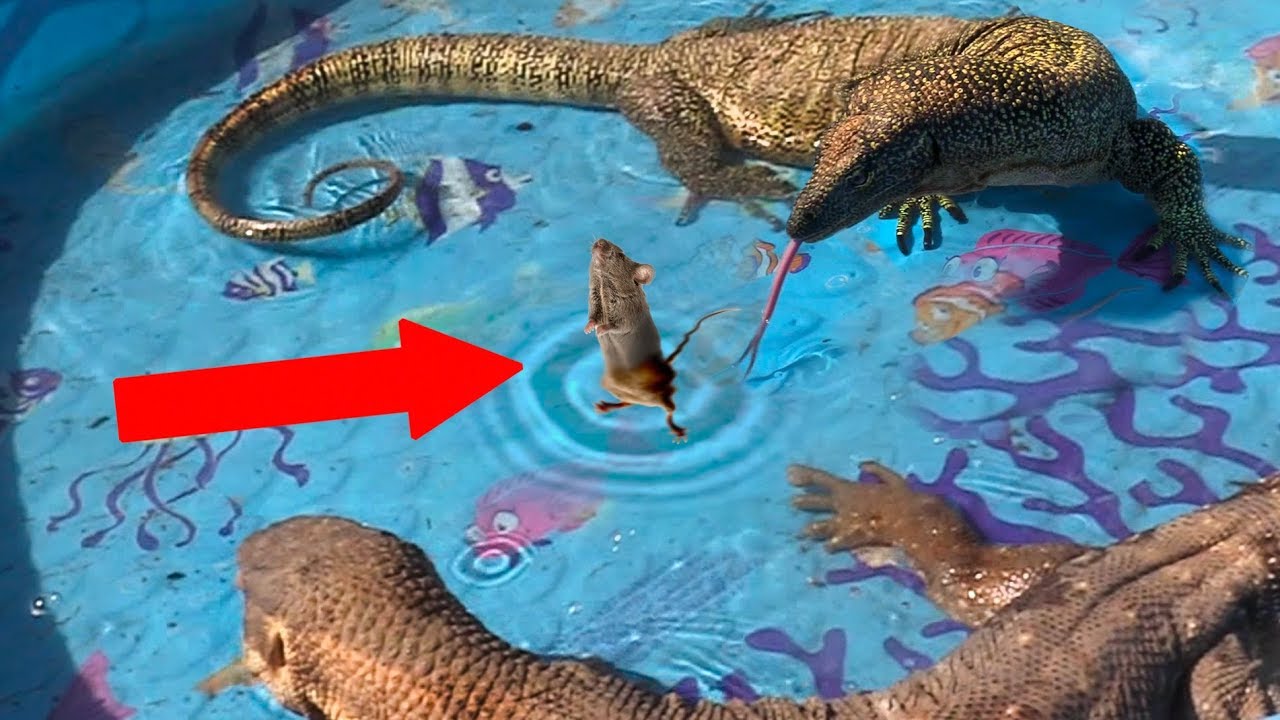RODENT DROPS IN POOL--Lizards go After It - YouTube