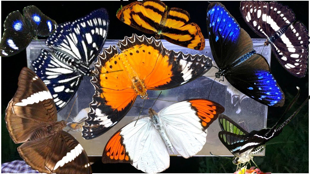 Beautiful Garden Butterflies | Exploring Colorful Species Around My ...