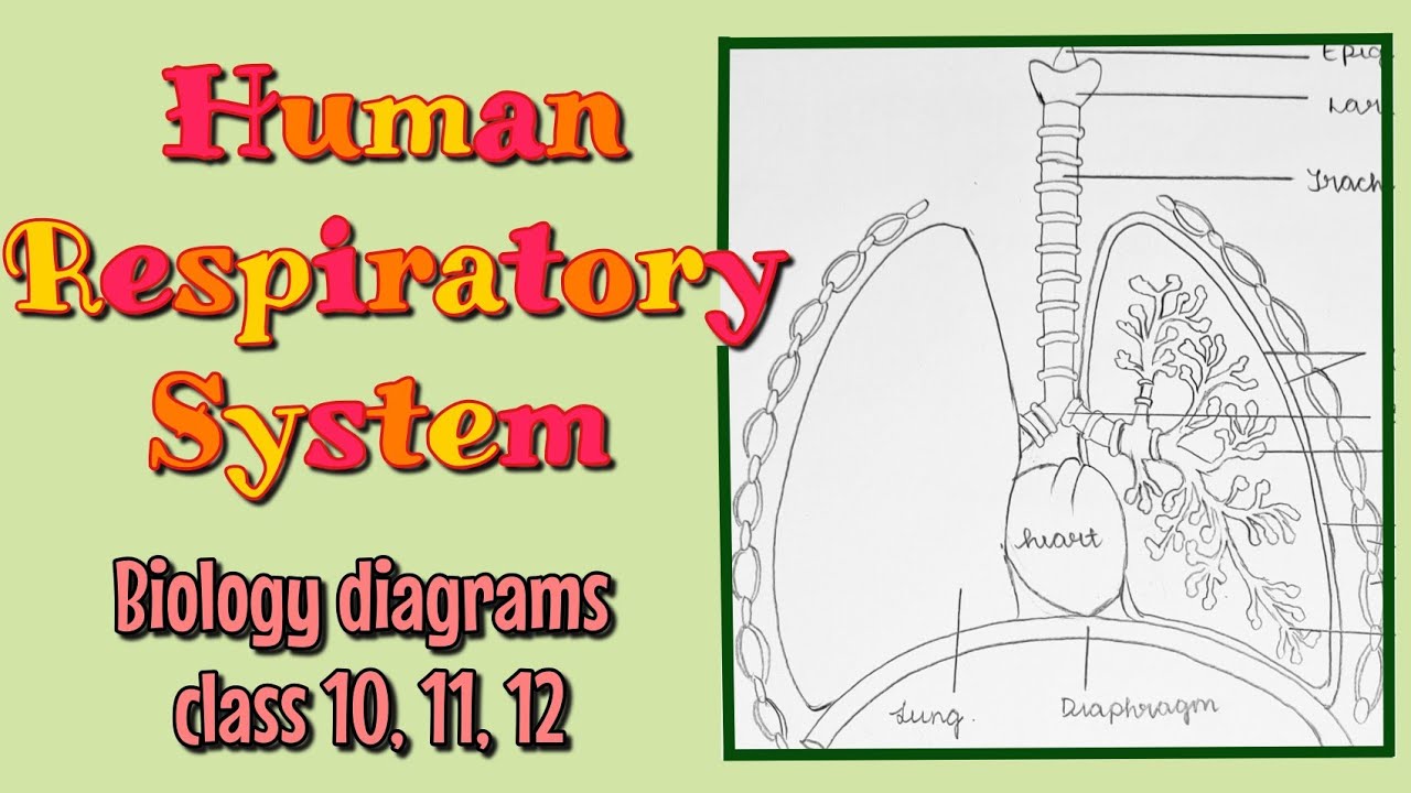 human respiratory system | in English | easy | biology diagram | class ...