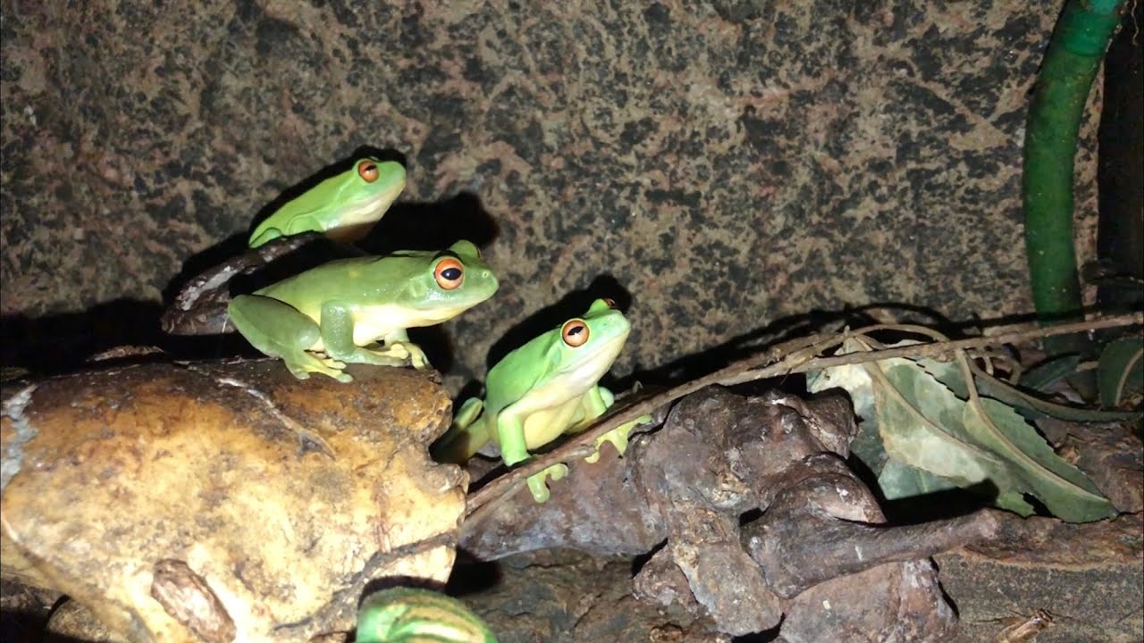 Feeding green tree frogs - YouTube