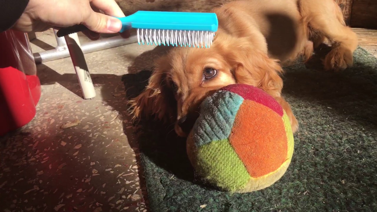 Bono the Adorable Cocker Spaniel Rages on the Weekend - YouTube