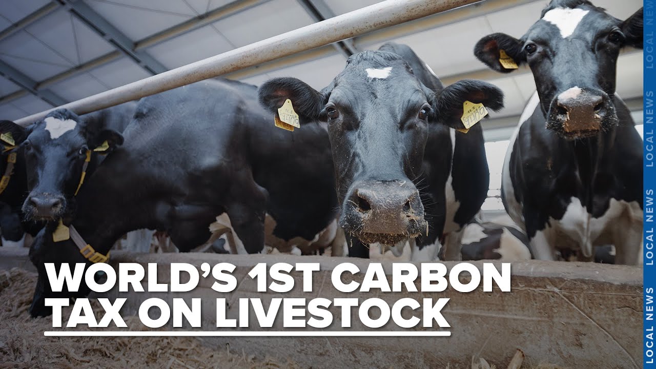 FART TAX: Denmark introduces fart tax on livestock to cut down on gassy ...