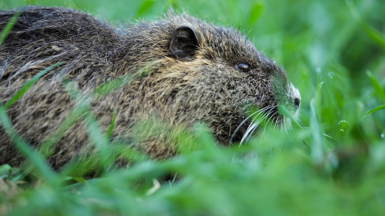 Nutria eating | Close Up (4K) - YouTube
