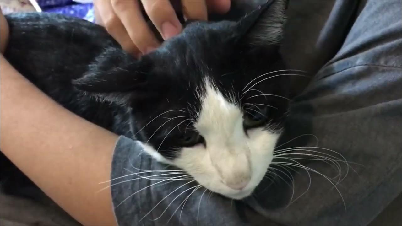 3か月ぶりの再会を喜ぶ飼い主とモフモフを嫌がる猫 Youtube