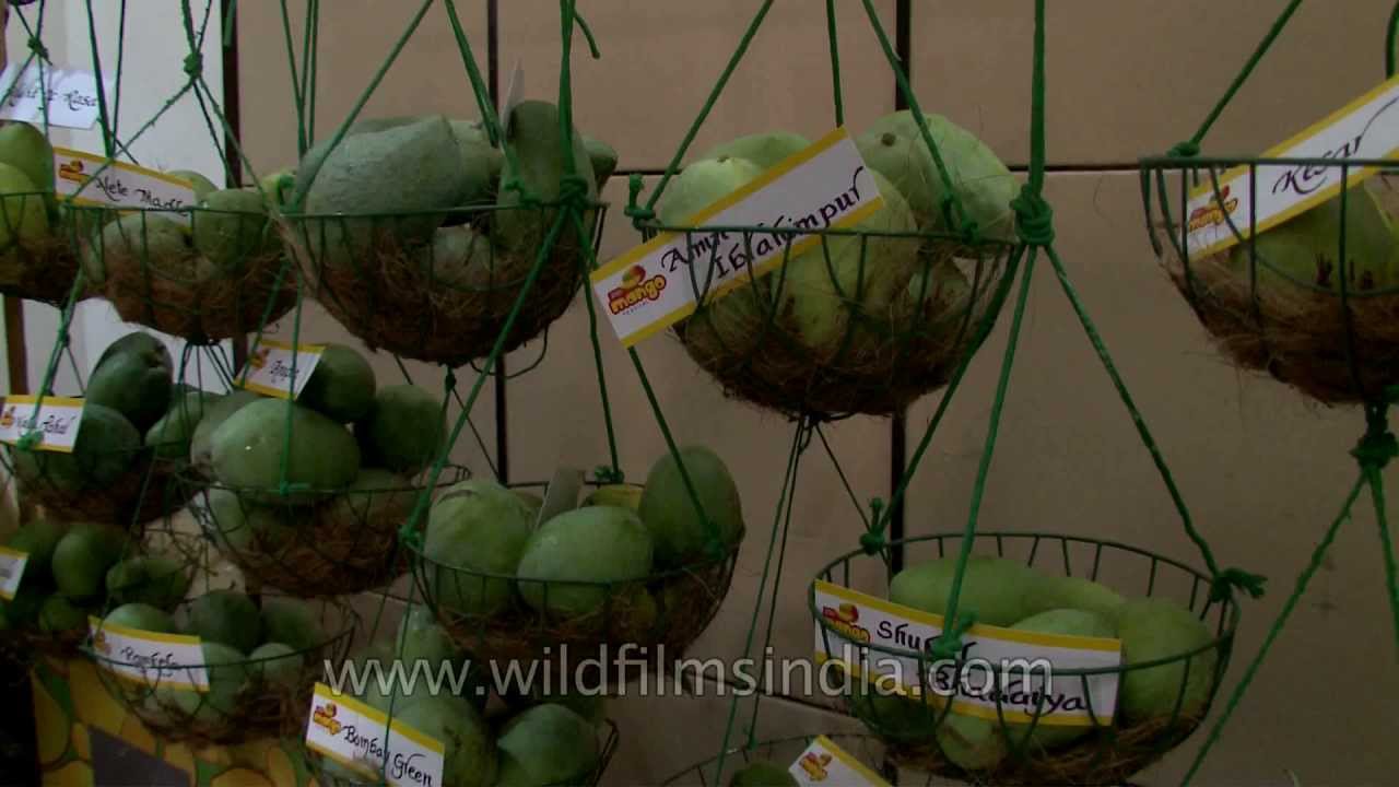 Unusual varieties of mango - YouTube