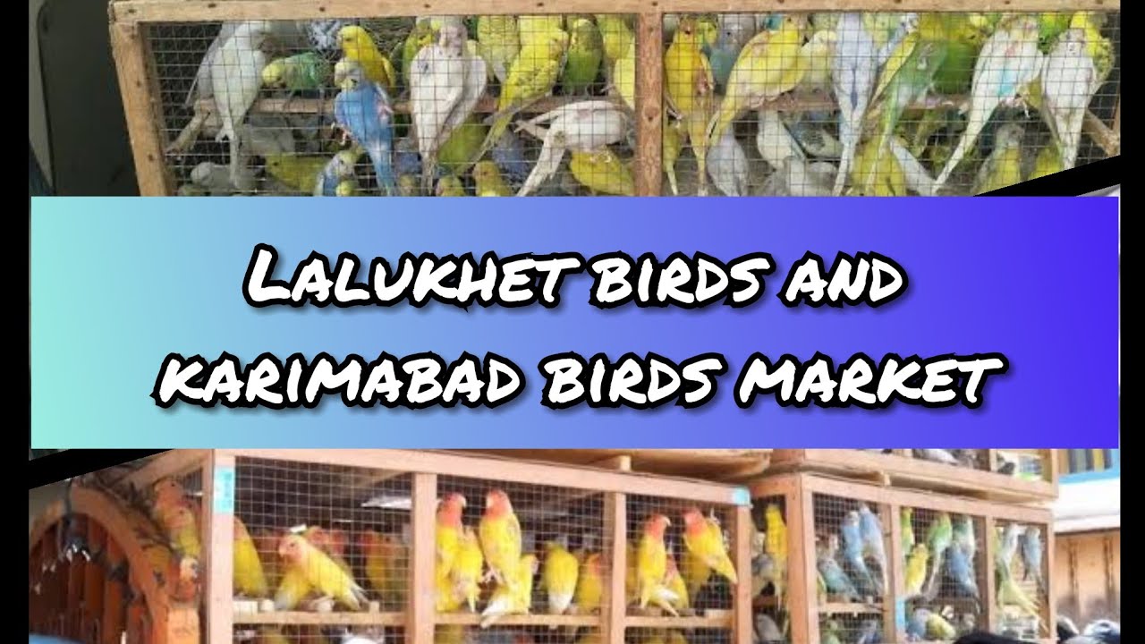 Lalukhet birds and karimabad birds market 5.7.2020 Karachi Pakistan ...