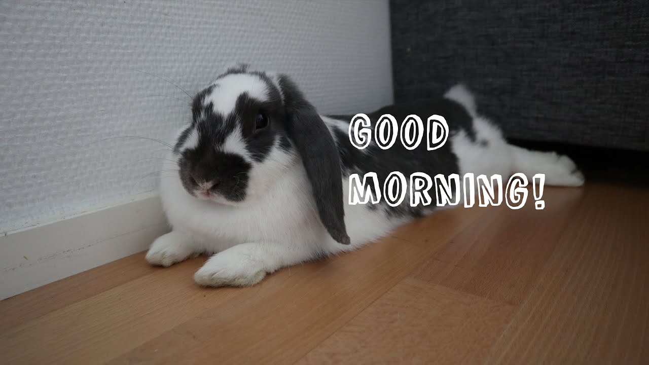 BUNNY MORNING ROUTINE - YouTube