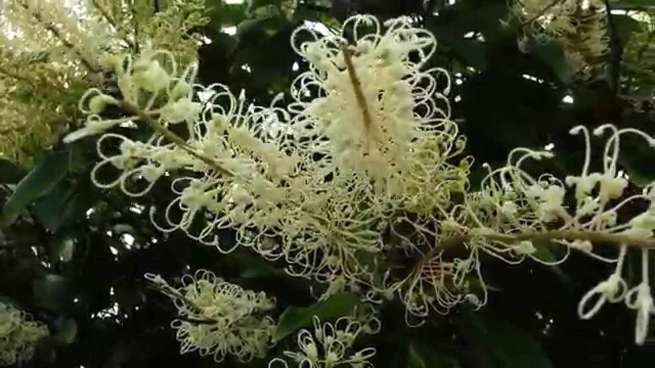 Buckinghamia Celsissima Ivory curl - High Definition Video 04 - YouTube