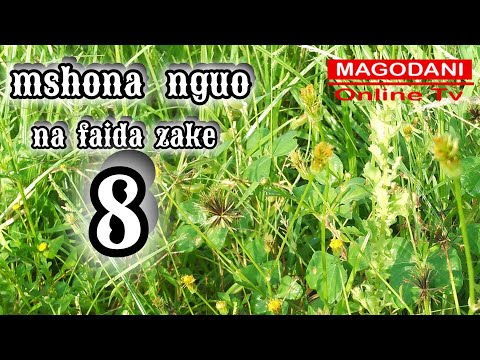 mshona nguo na faida zake kwenye tiba na kutatua matatizo mengi