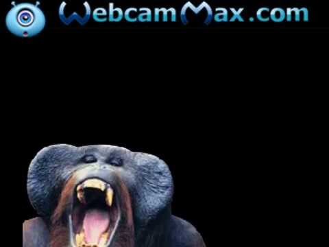 kurdemirli meymun 2014