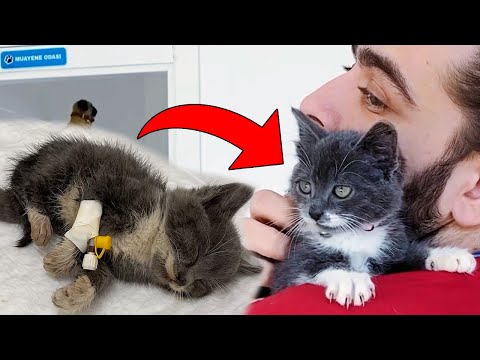 EZİLEN KEDİ YAŞAMA TUTUNDU! Hayat Kedinin Yaşama Sevinci! #TheVet