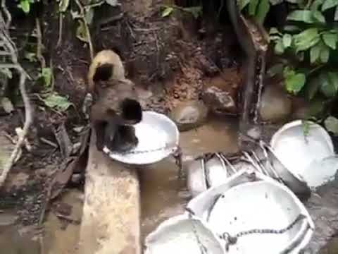 Monkey 🐒🐒🙈 washing - YouTube