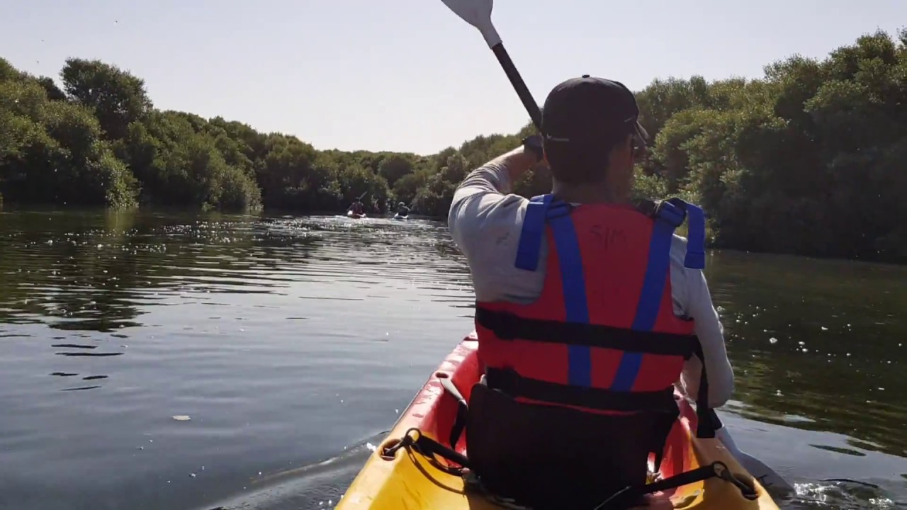 Kayaking in Al Zorah Mangroves, Ajman - YouTube