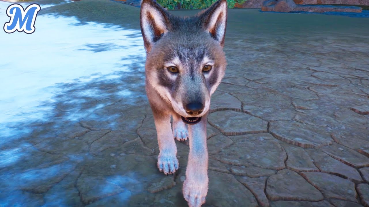 Timber Wolves in The Sahara | Planet Zoo Franchise Mode | Timber Wolf ...