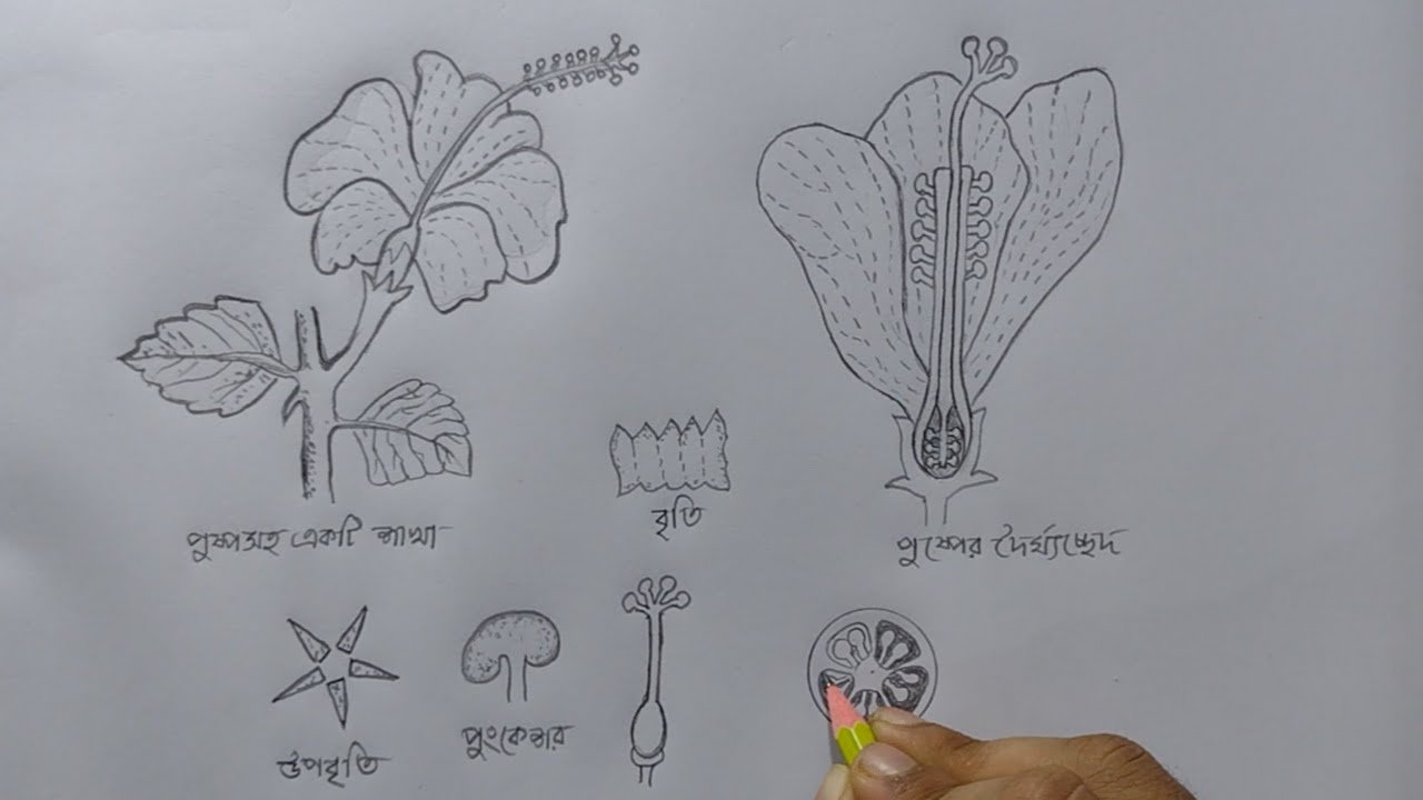 জবা ফুলের বিভিন্ন স্তবকের চিত্র। Parts of Malvaveae plant.HSC Biology ...