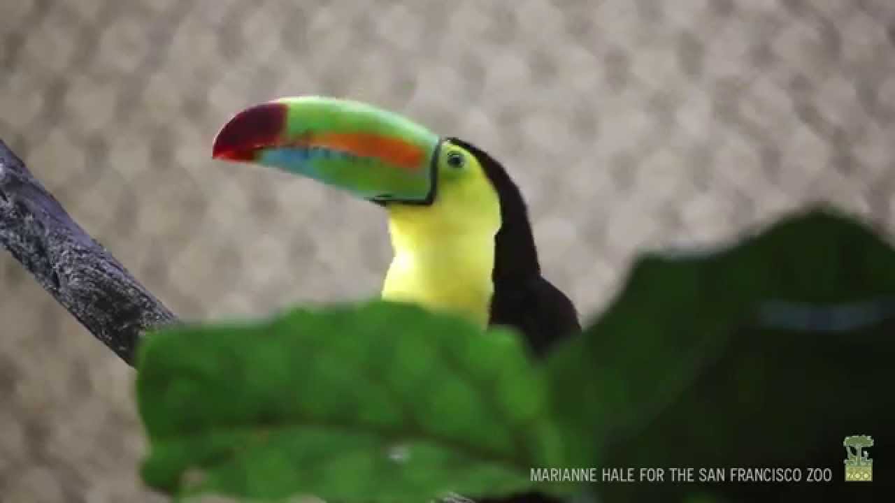 Toucan, and You Can Too! - YouTube