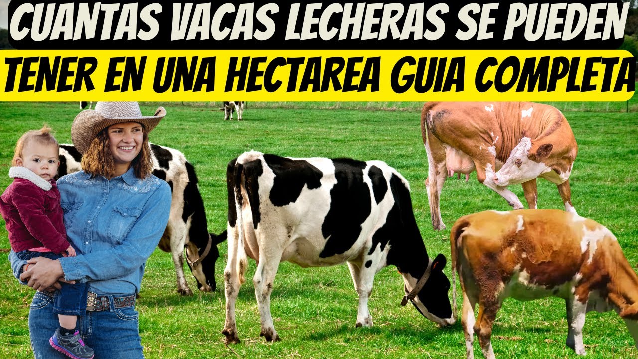 cuantas vacas lecheras se pueden tener en una hectarea guia completa ...