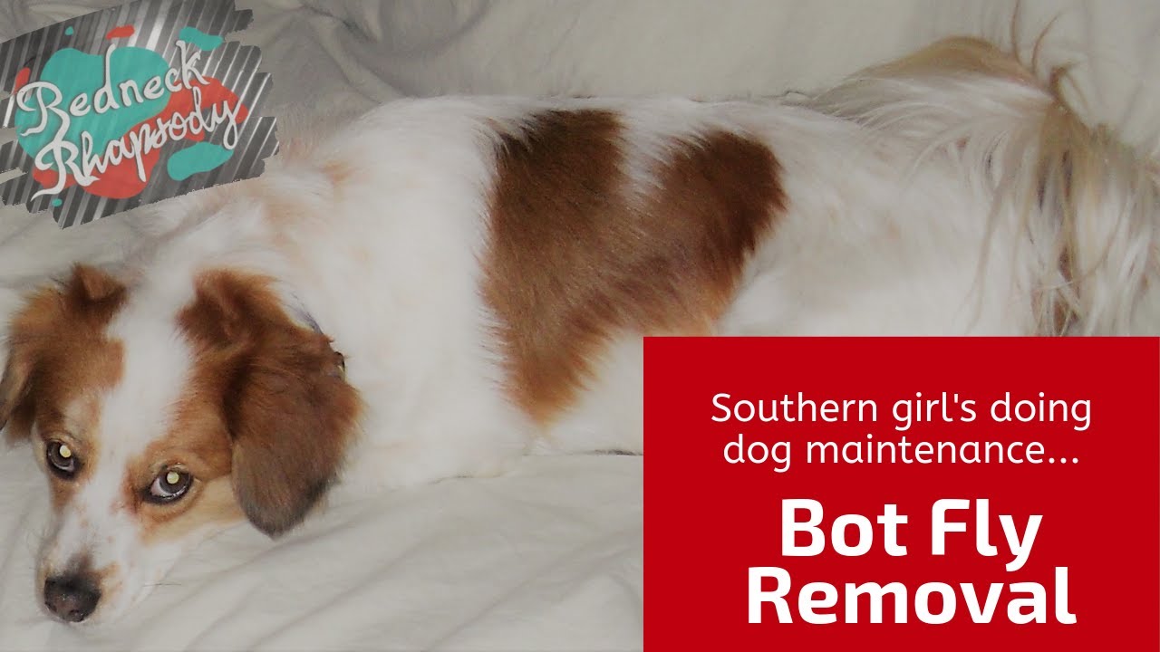 Bot Fly Removal - YouTube