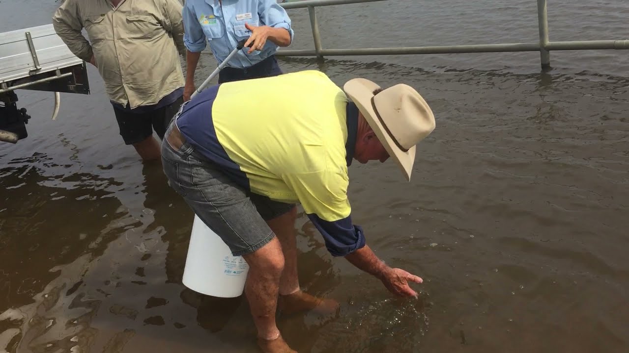 Release of Barramundi Fingerlings into Norman River - YouTube