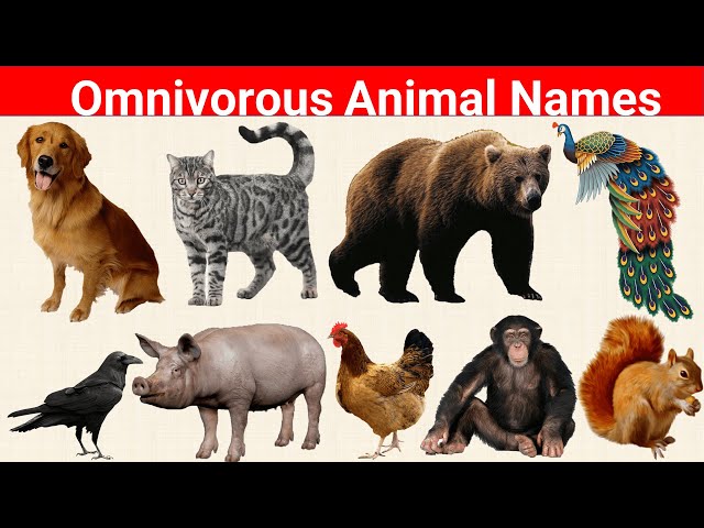 Examples Of Omnivores Animals Example Of Omnivores Brainly.in