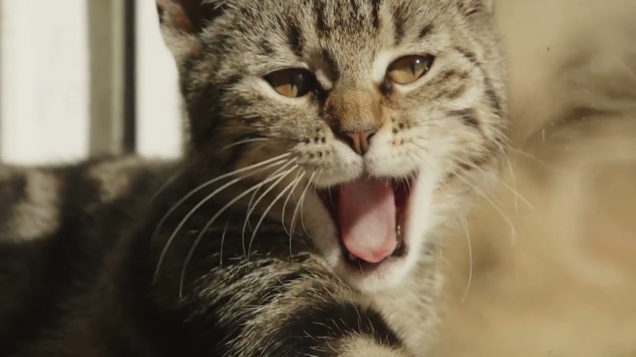 kucing kucing lucu - YouTube