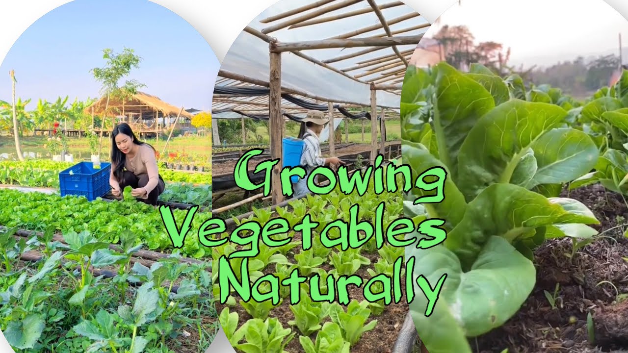 How to growing vegetables naturally in the small family to sales at ...