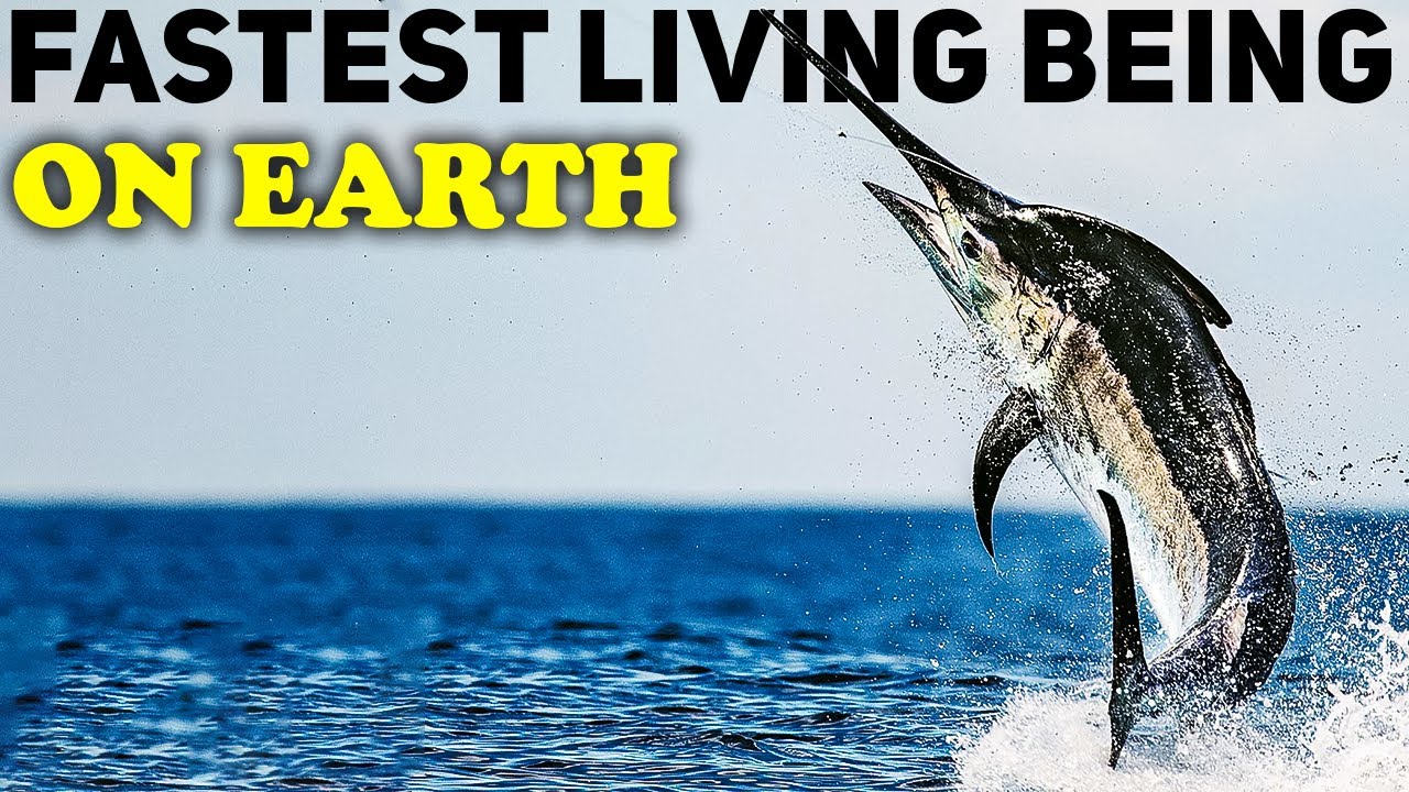 The Fastest Living Being in the World - YouTube