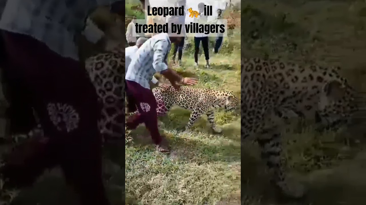 Leopard vs Humans #HumanAnimalConflict - YouTube