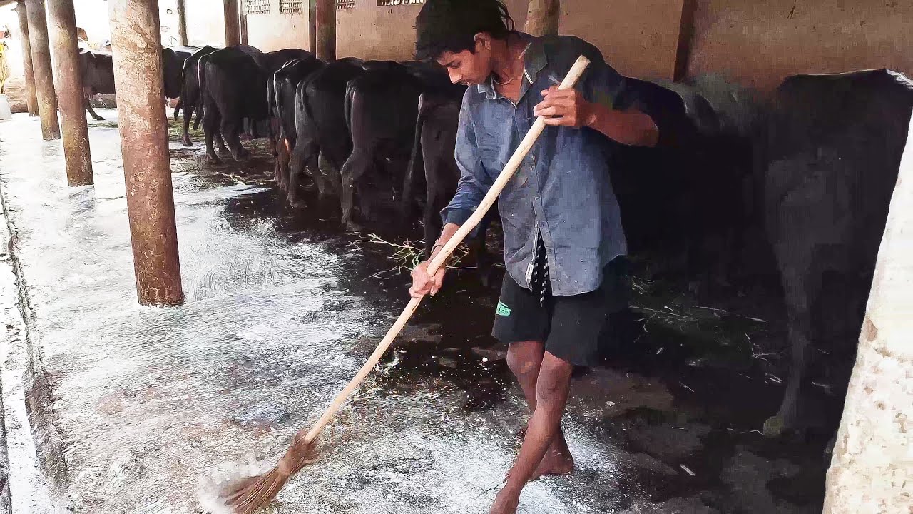 Workers Laying Bleaching Powder & Fixed It in Dairy Farm | Buffaloes ...