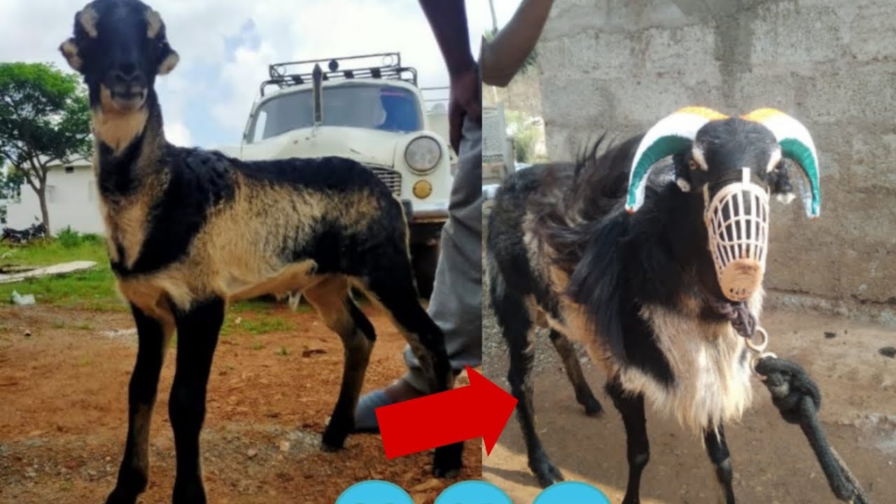 sheep fight 😱 tagaru 😱😋transformation 😱 tagru fight 😱🤑 #tagru #sheep # ...