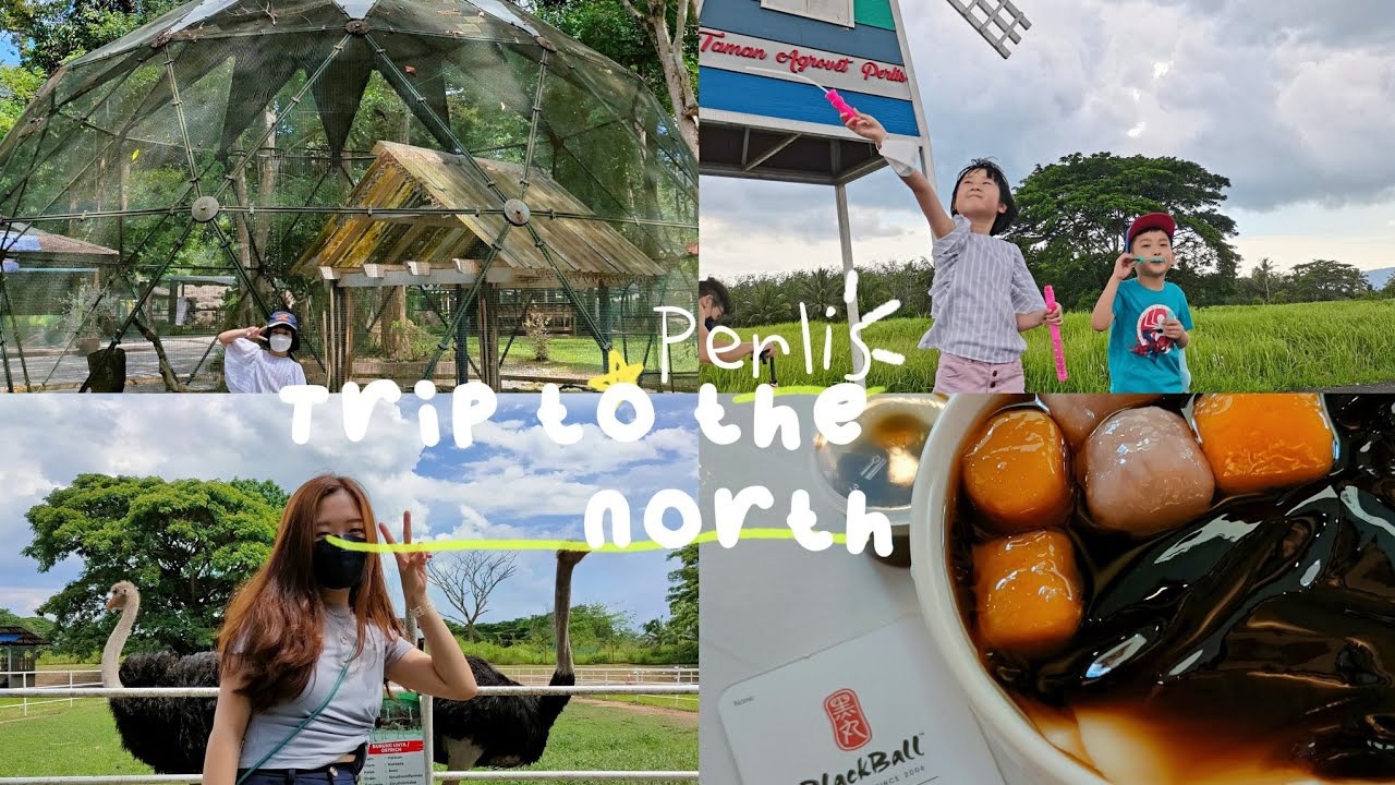 一日带娃 | 跟我们一起探索马来西亚🇲🇾最小的州属 - 玻璃市/Perlis Snake Farm/鸵鸟公园 💙💛 - YouTube
