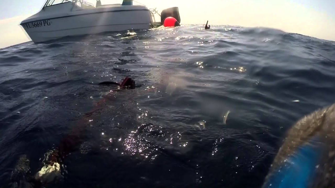 BLUE WATER HUNTING IN SHARKY WATERS - YouTube