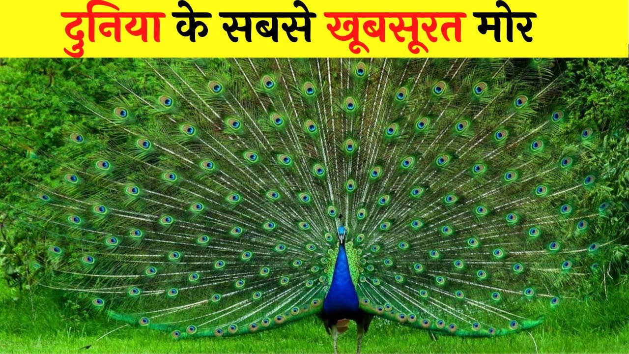 The World's Most Beautiful Peacocks | Rarest Peacock Species - YouTube