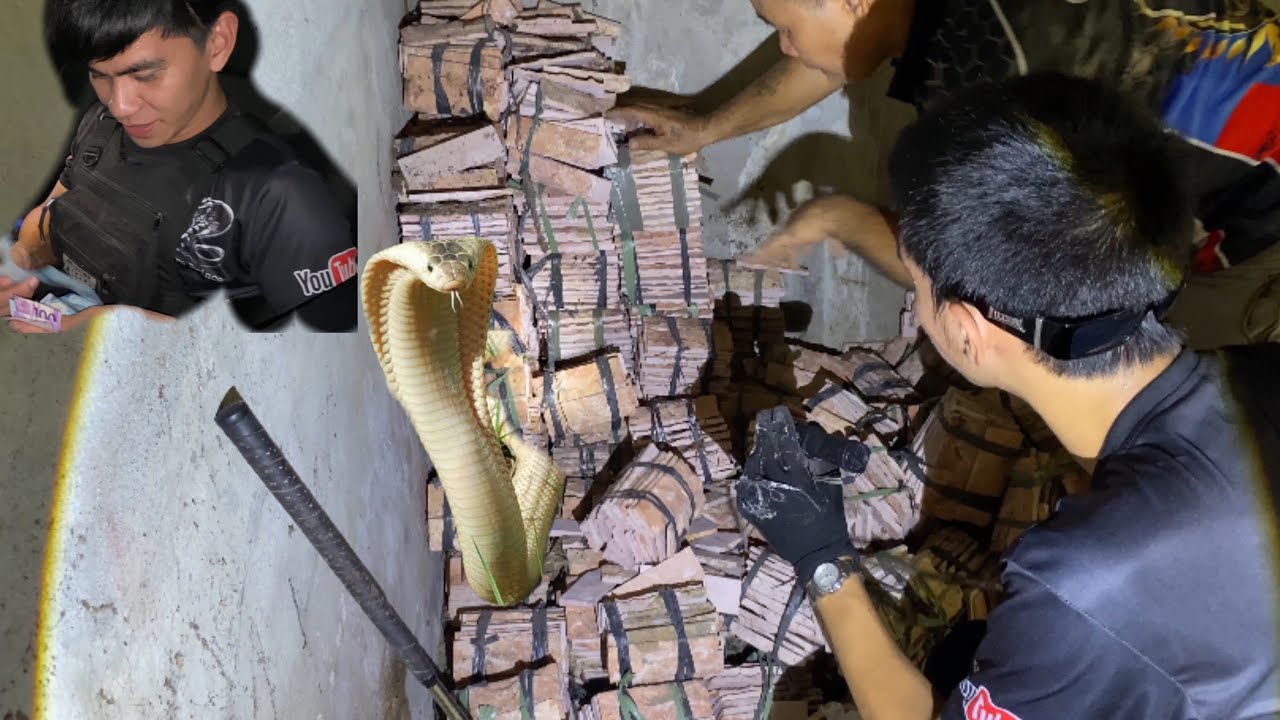 LUNGGA NG TUKO PINASOK NG COBRA, COBRA PRINCE NAMIGAY NG BIYAYA # ...