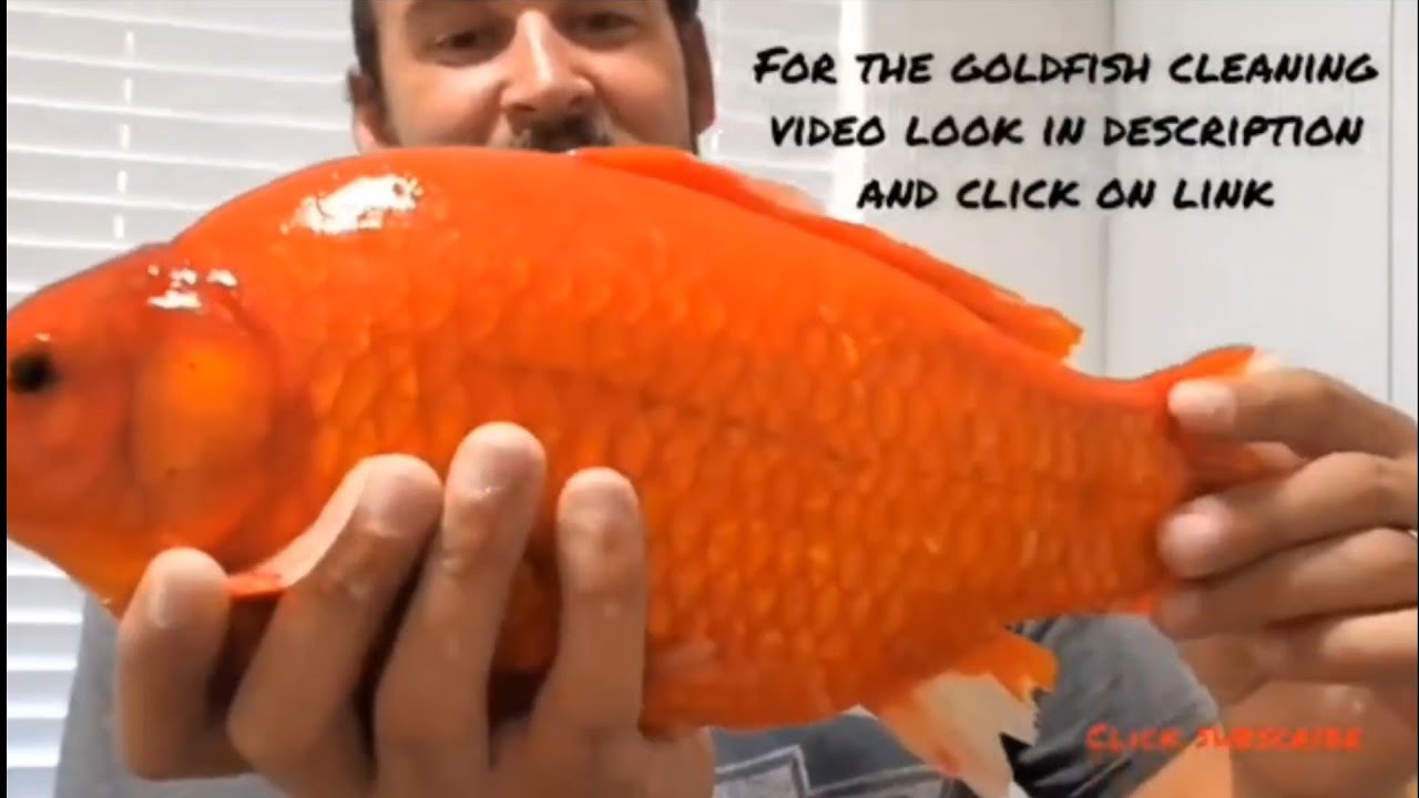 Catch Clean Cook Goldfish! - YouTube