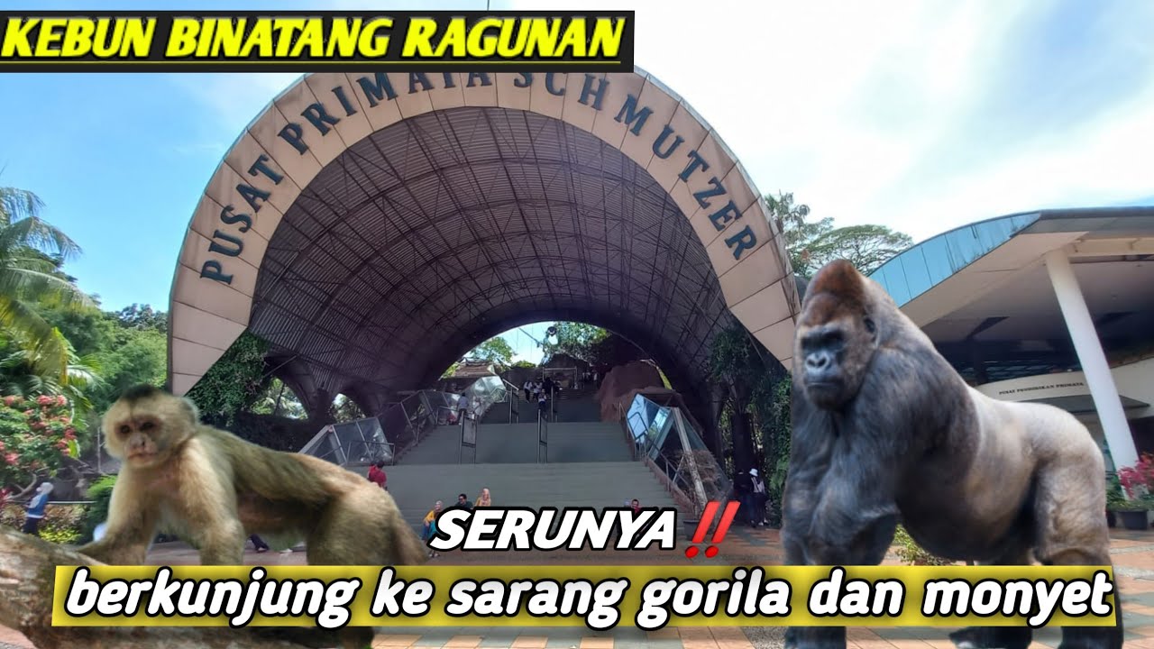 kebun binatang ragunan terbaru//pusat primata schmutzer@AG news 86 ...
