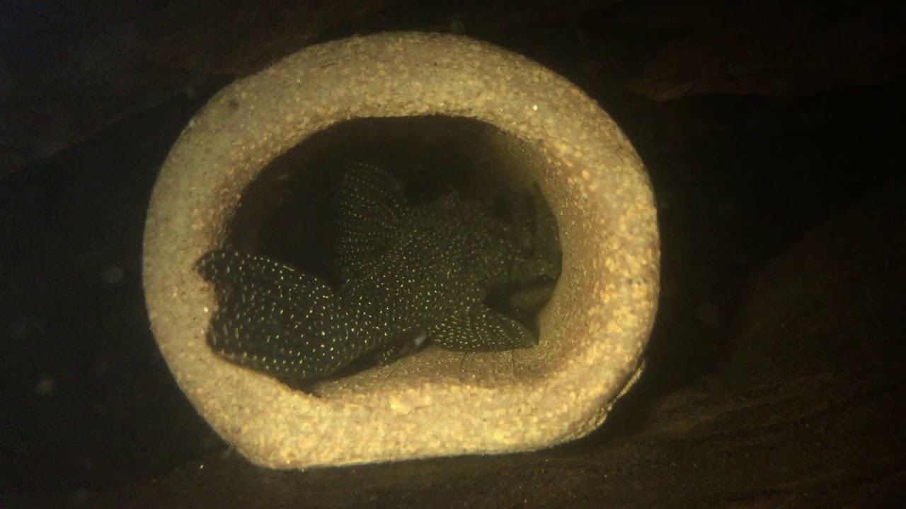 Hypancistrus sp. L262 "Stardust" Spawning - YouTube