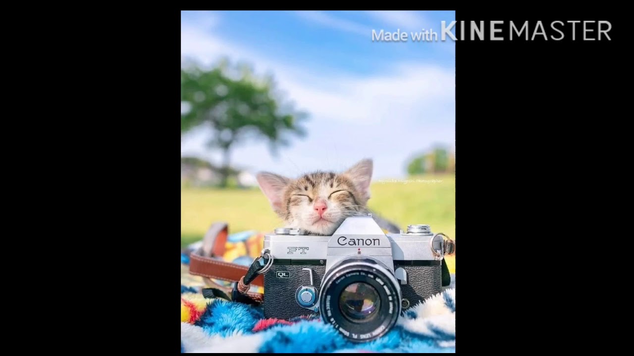 Nhạc nhẹ nhàng cho giấc ngủ ngon - YouTube