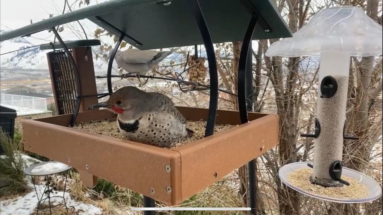 Live Feeder Cam BC - YouTube