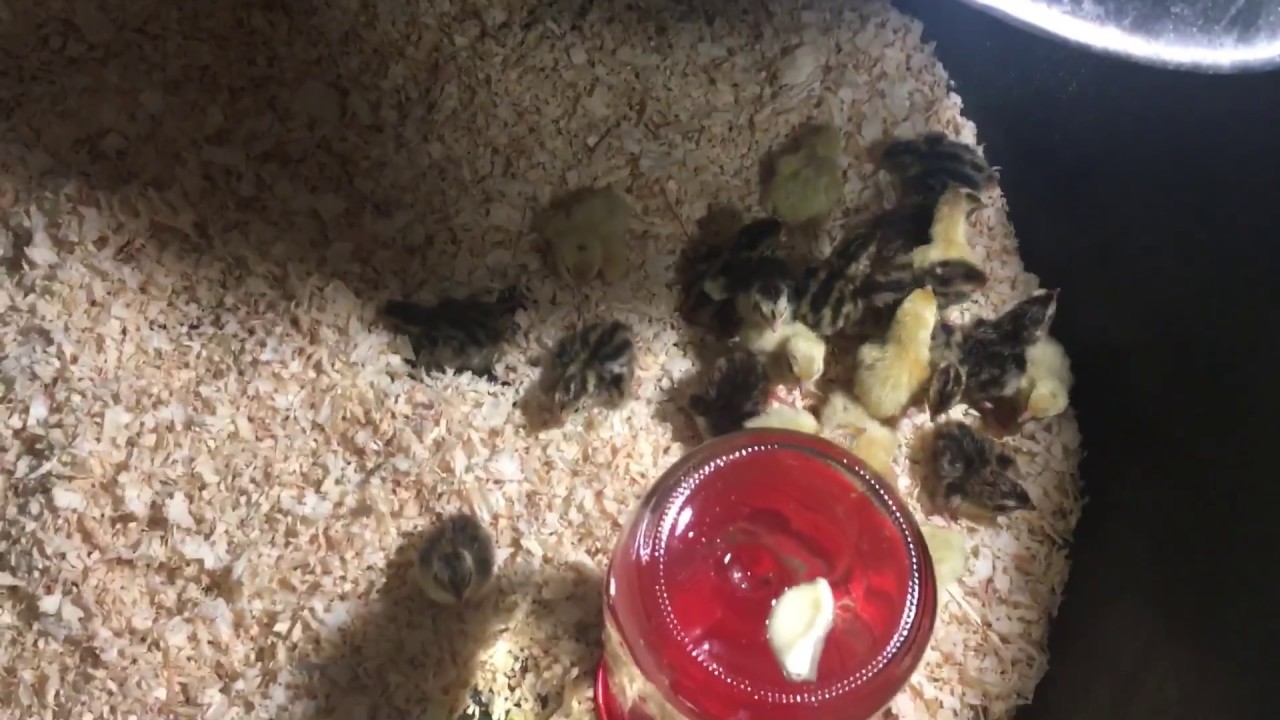 CHICK RESCUE : saving stuck chicks - YouTube