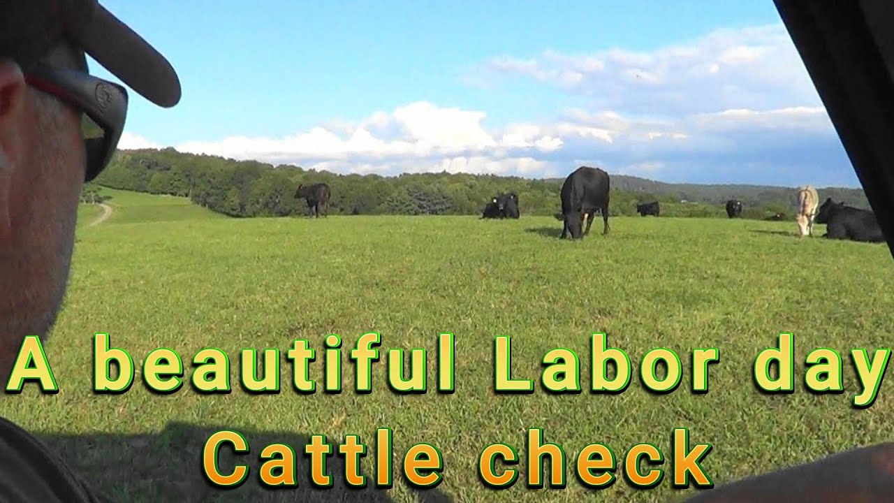 A Beautiful Labor Day Cattle check - YouTube